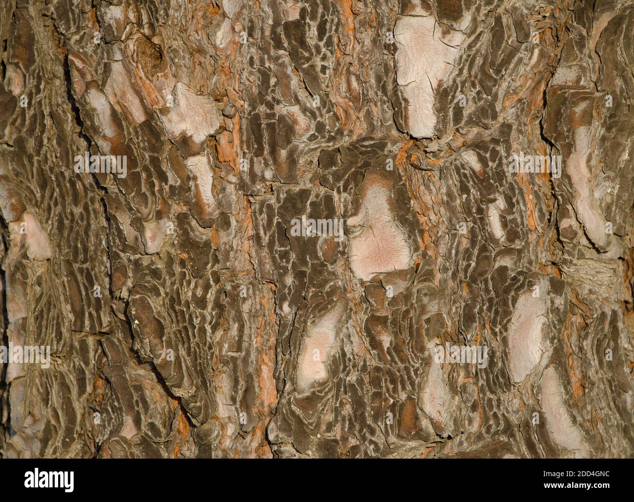 Bark of Canary Island pine Pinus canariensis. The Nublo Rural Park ...