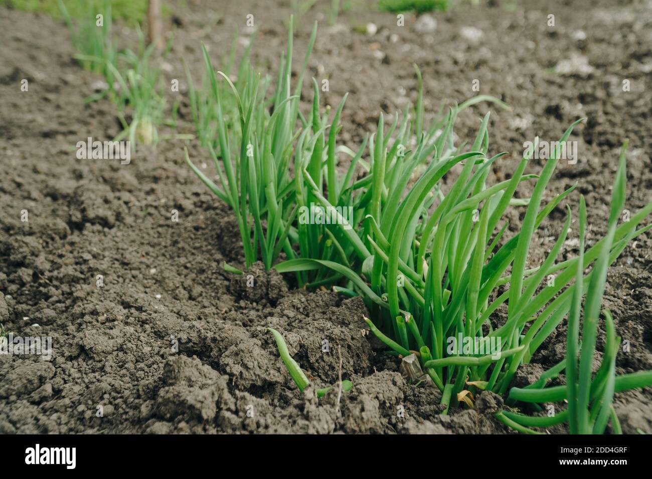 New grass from seed hi-res stock photography and images - Alamy