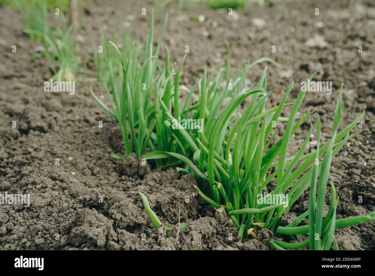 New grass from seed hi-res stock photography and images - Alamy