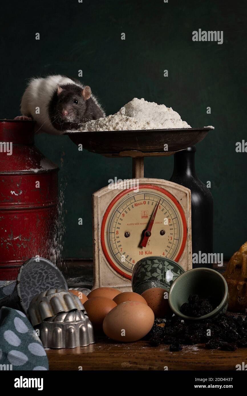 A Cute white and brown rat sitting in a stil life scene themed baking ...