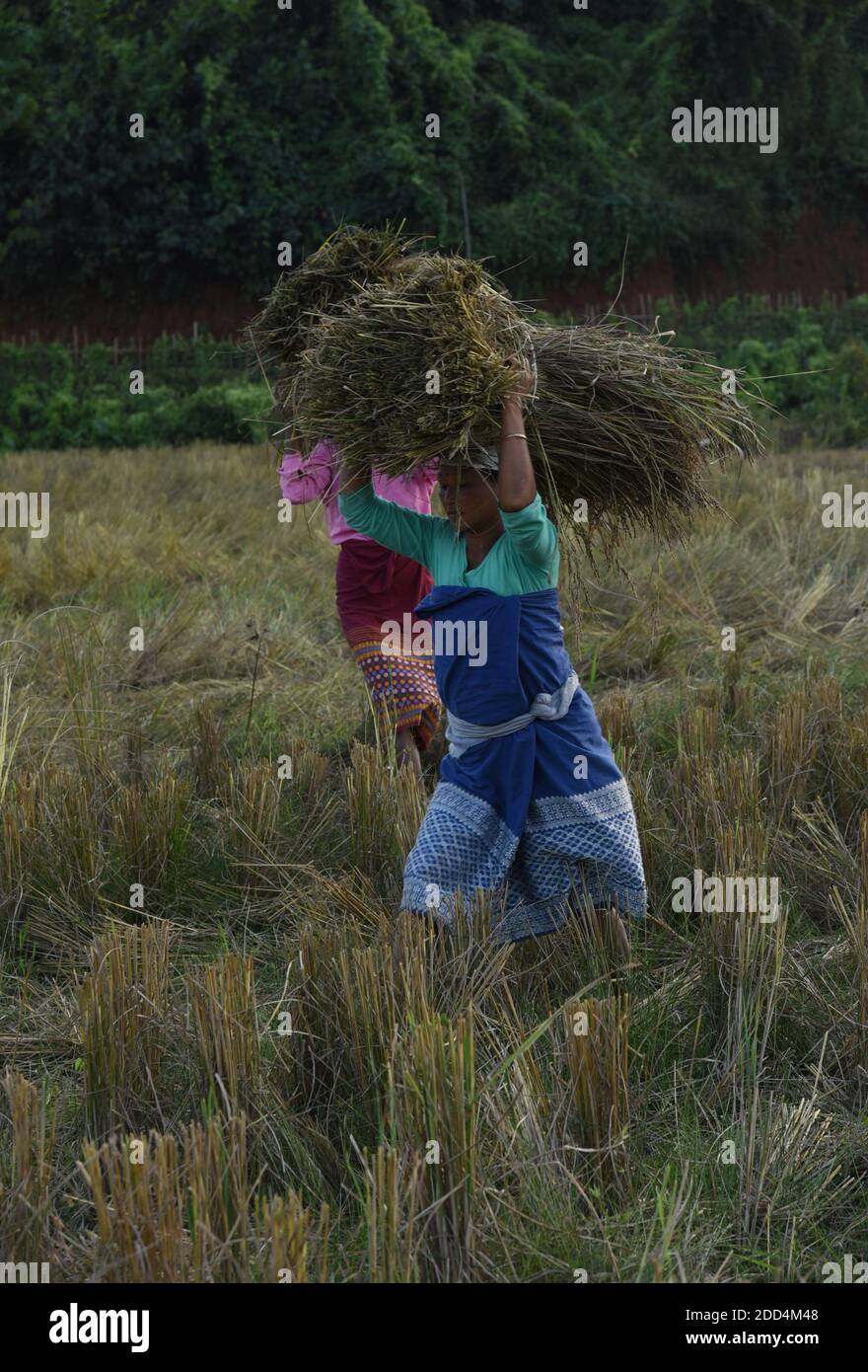 Guwahati, Assam, India. 24th Nov, 2020. Indian tribal women carry their ...