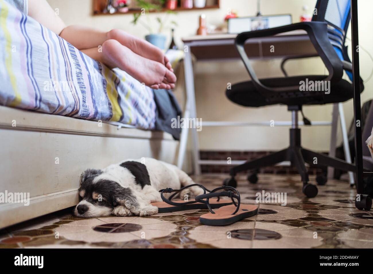 Dog feet woman hi-res stock photography and images - Alamy
