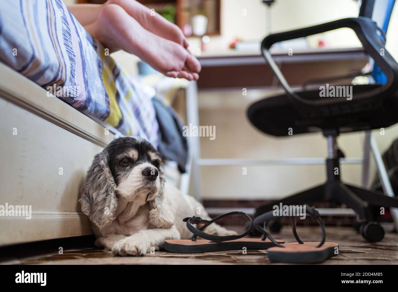 Unrecognizable woman feet resting on bed with Cocker Spaniel dog ...