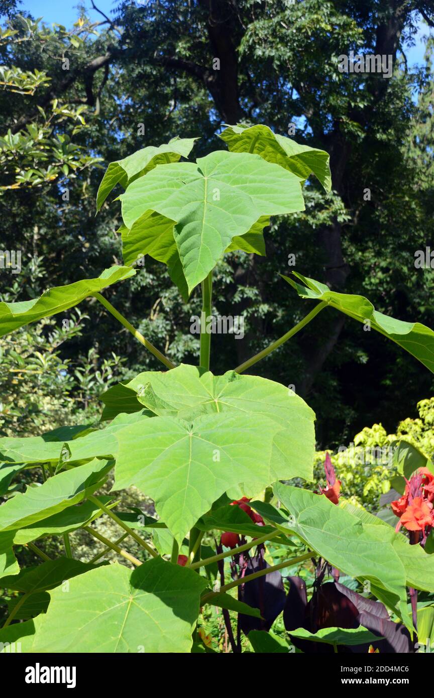 Paulownia Tomentosa, 'Foxglove-tree' Leaves grown in the Tropical ...