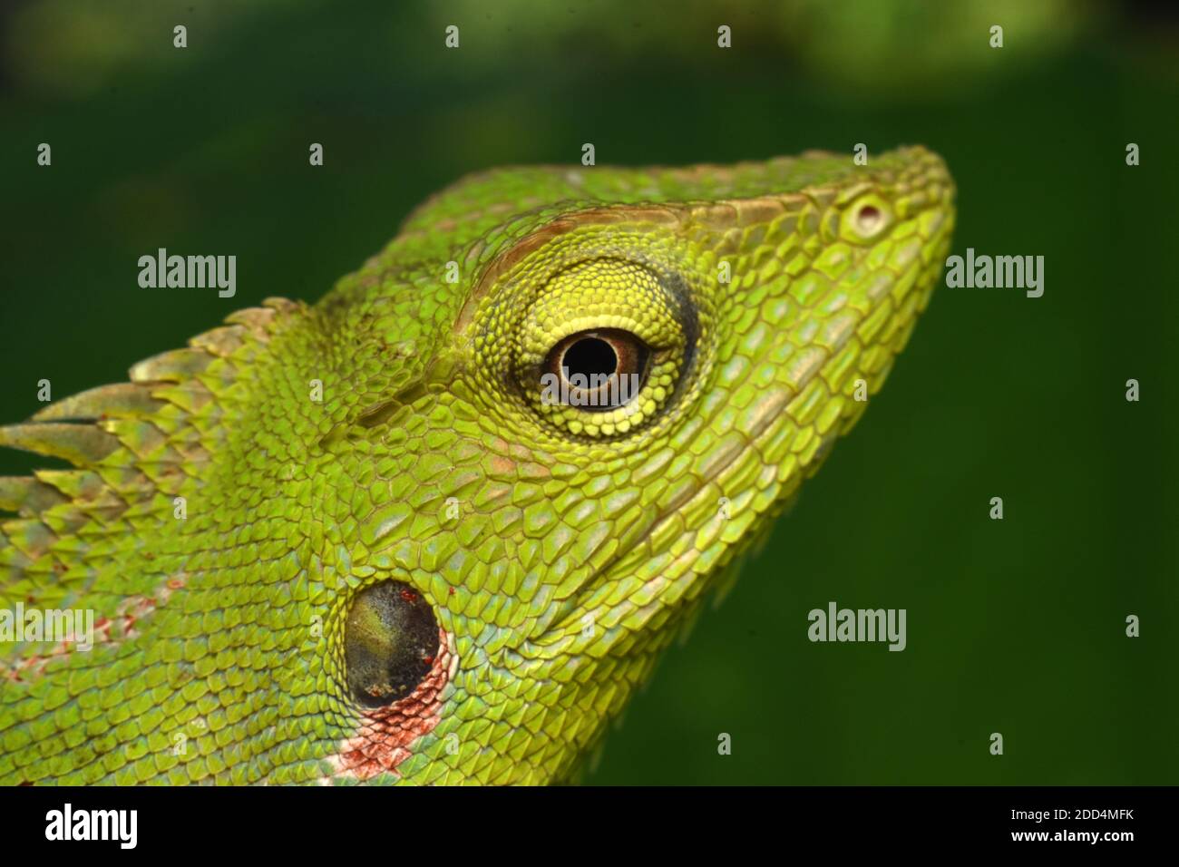 Lateral view of lizard head hi-res stock photography and images - Alamy