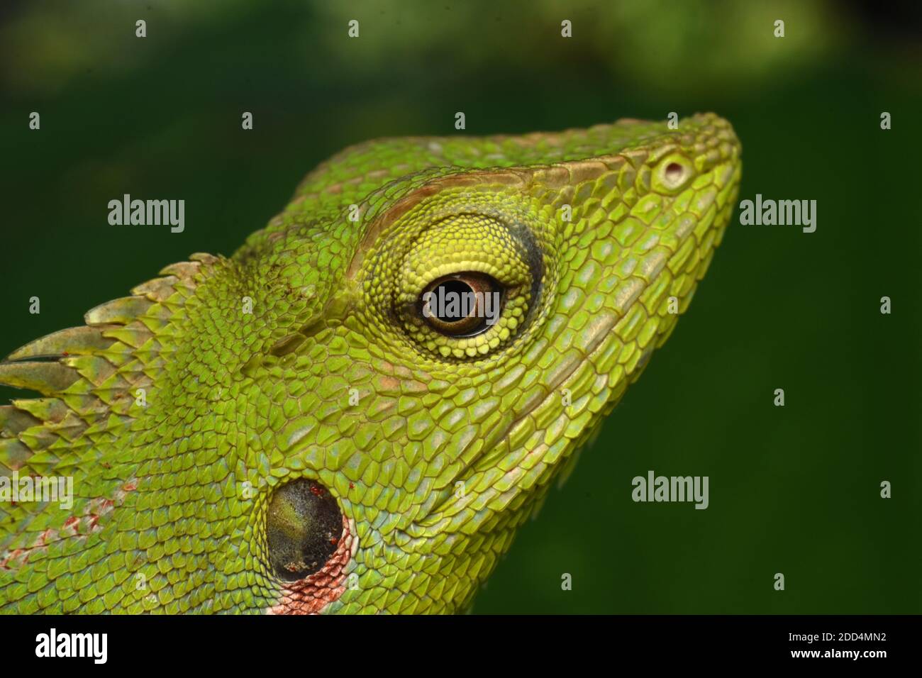Lateral View Of Lizard Head High Resolution Stock Photography and ...