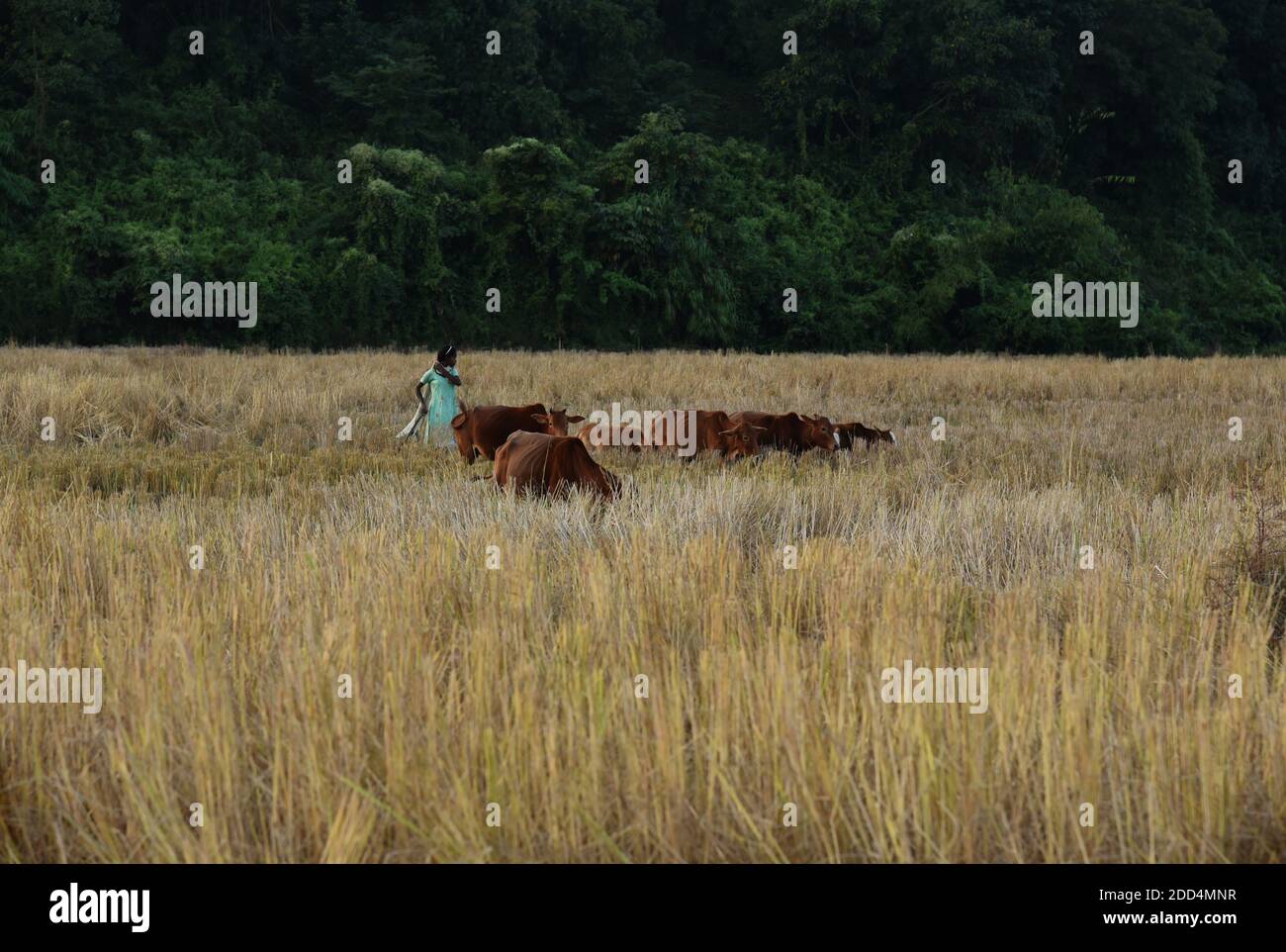 Guwahati, Assam, India. 24th Nov, 2020. A village woman bring her cows ...