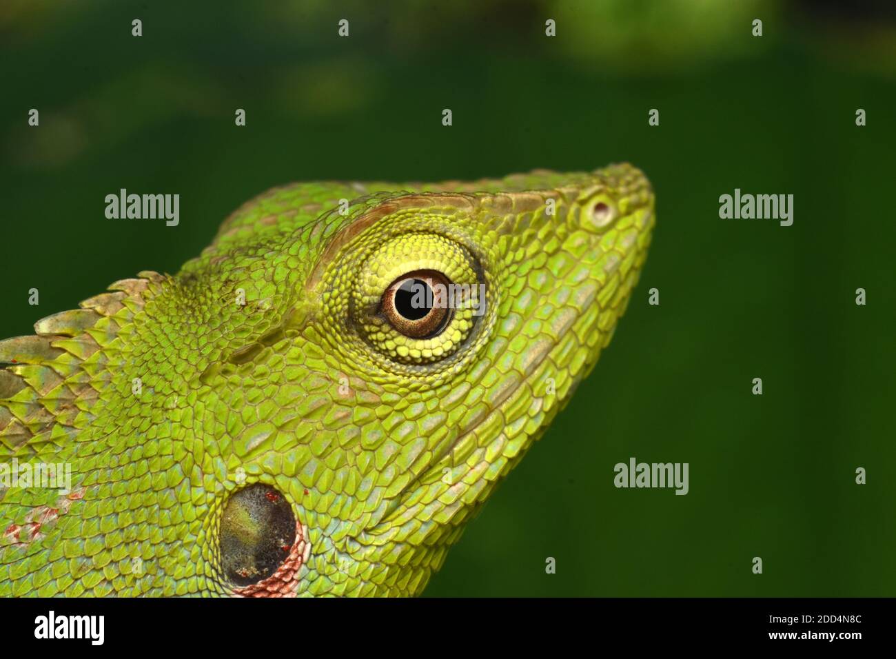 Maned forest lizard (Bronchocela jubata Stock Photo - Alamy