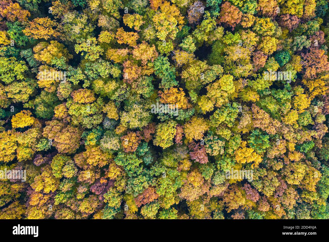 Aerial view of color autumn forest Stock Photo - Alamy