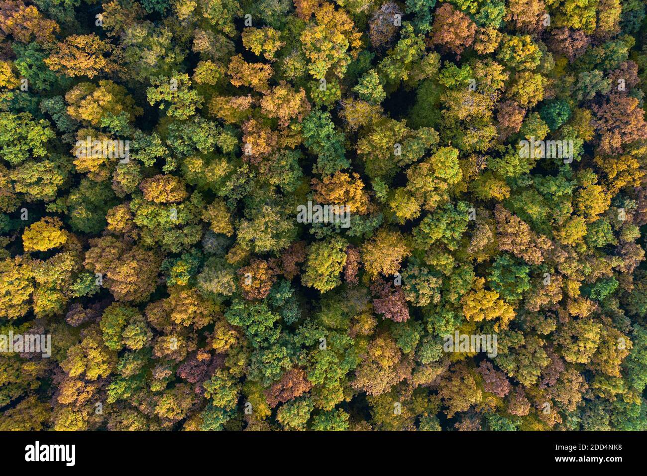 Aerial top down view of colorful autumn forest Stock Photo - Alamy