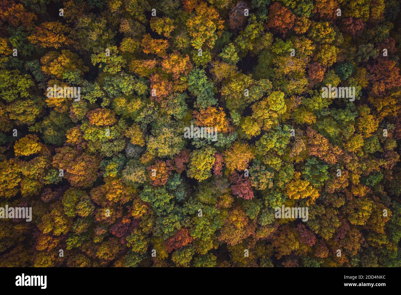 Aerial view fall trees low hi-res stock photography and images - Alamy