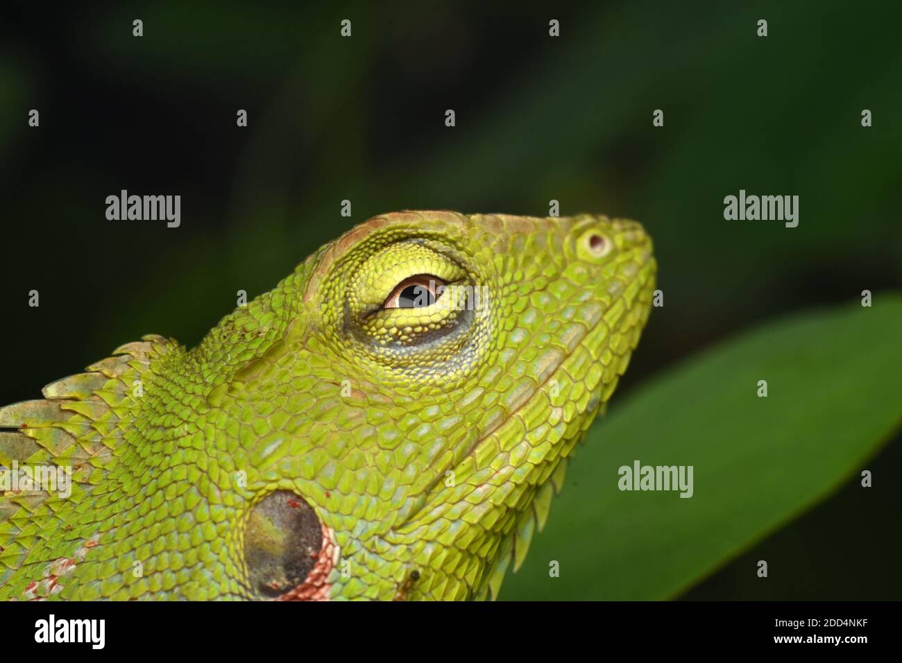 Maned forest lizard (Bronchocela jubata Stock Photo - Alamy