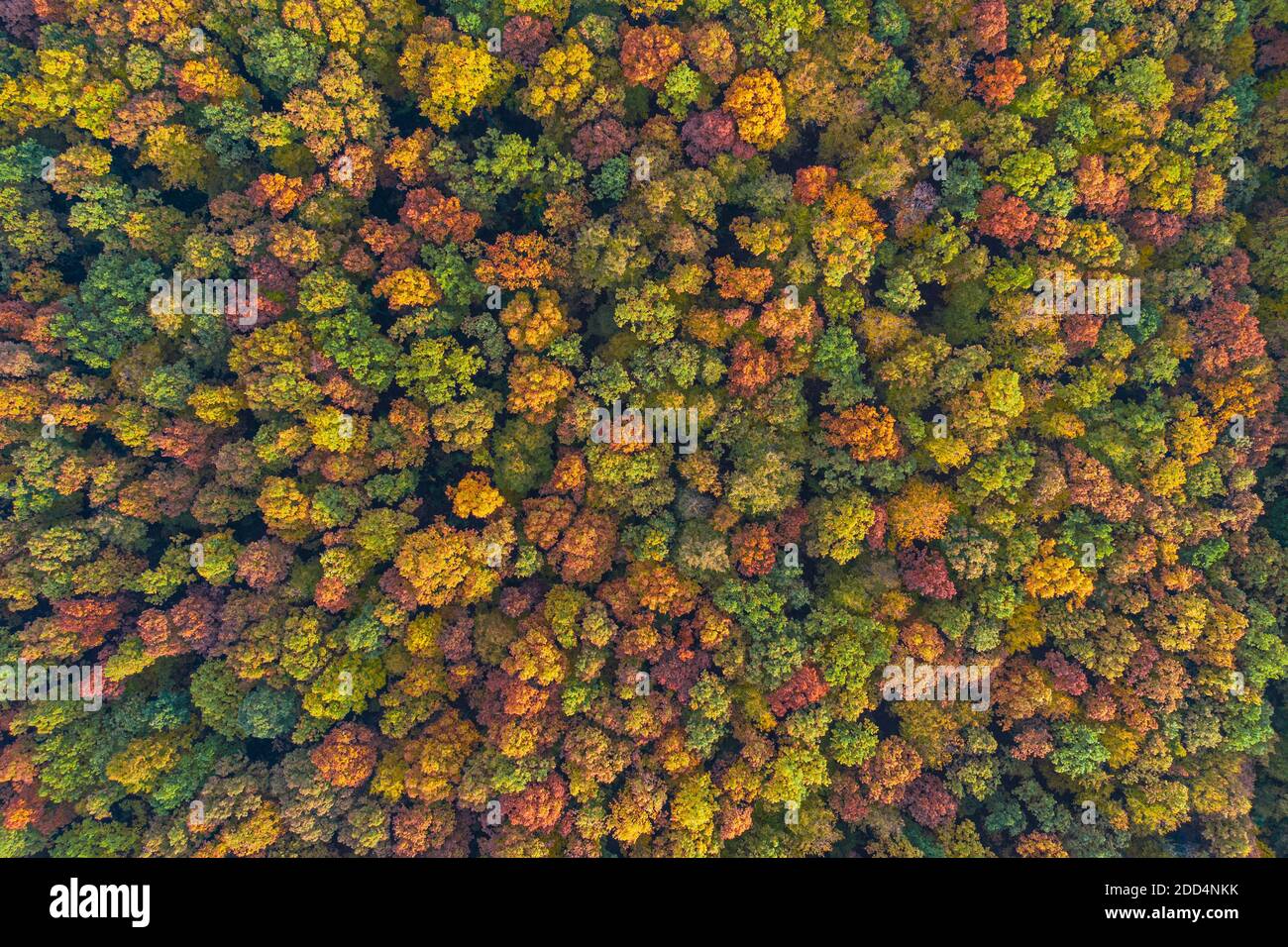 Aerial view of color autumn forest Stock Photo - Alamy