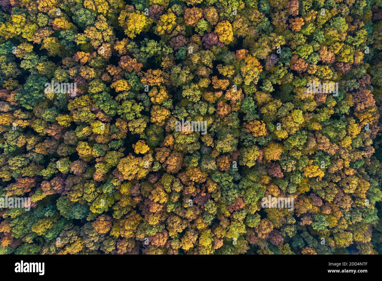 Aerial top view orange tree hi-res stock photography and images - Alamy