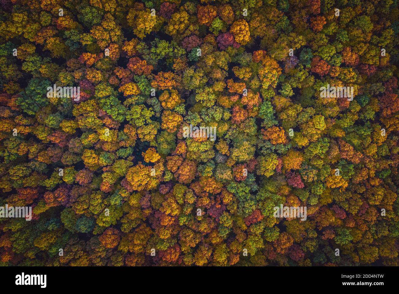 Aerial top down view of vibrant colorful autumn forest Stock Photo - Alamy