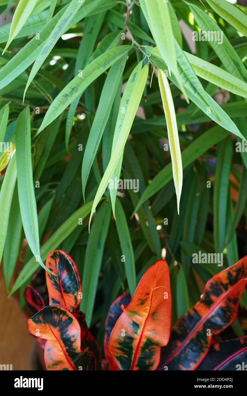Ficus binnendijkii hi-res stock photography and images - Alamy