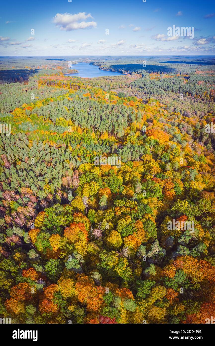 Aerial vertical panoramic view of vibrant color autumn forest and ...