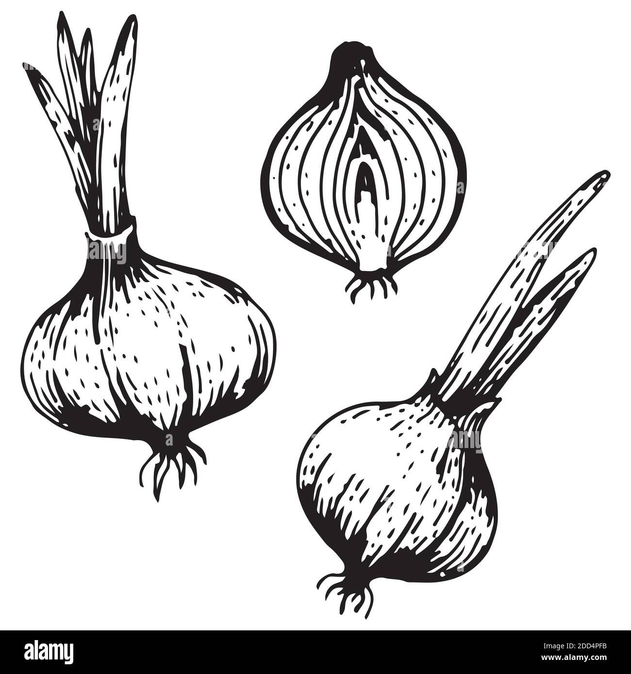 vector image, isolated onion icon. Red onion bulb and rings. Fresh ...