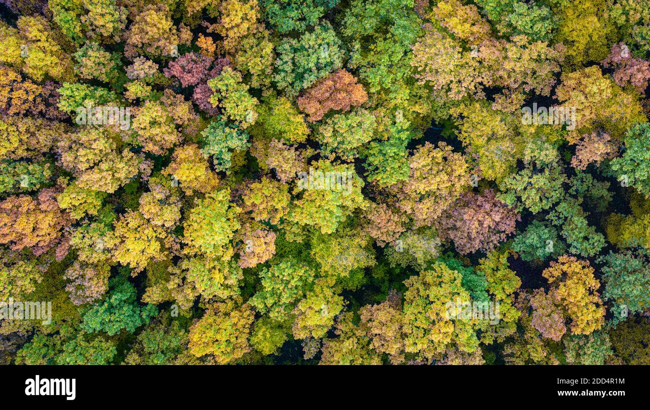 Aerial top down view of colorful autumn forest Stock Photo - Alamy