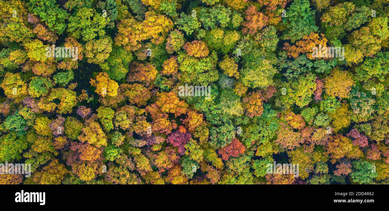 Vibrant crowns hi-res stock photography and images - Alamy