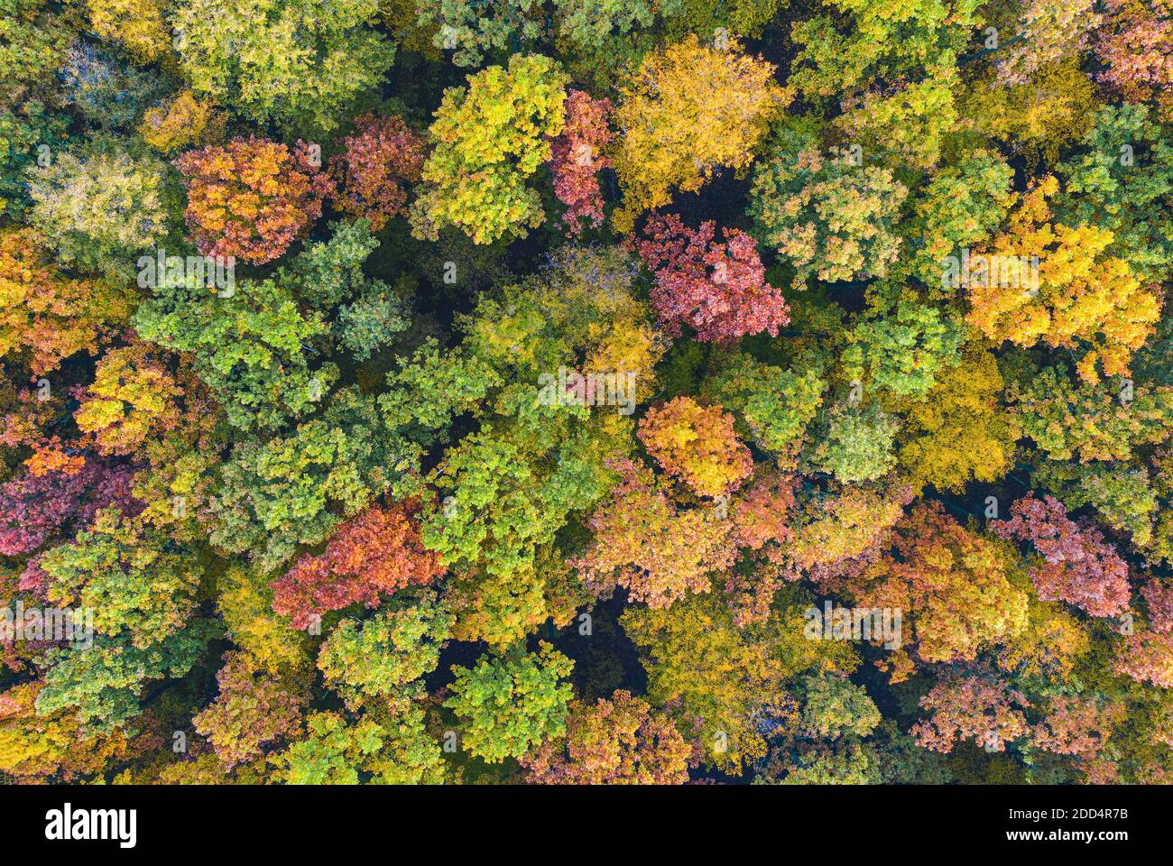 Aerial top down view of vibrant colorful autumn forest Stock Photo - Alamy