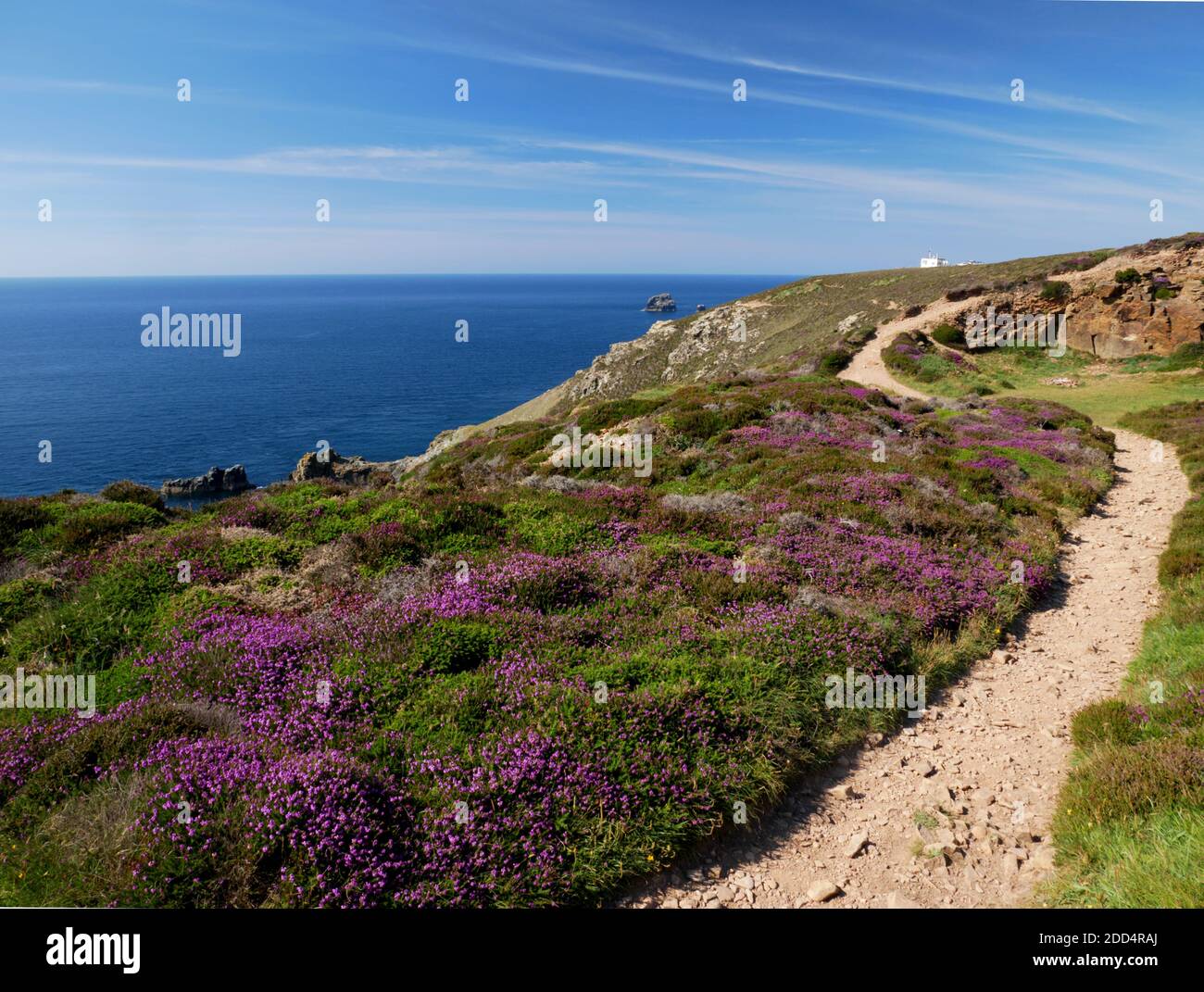 Heather in bloom at St Agnes Head, Cornwall Stock Photo - Alamy