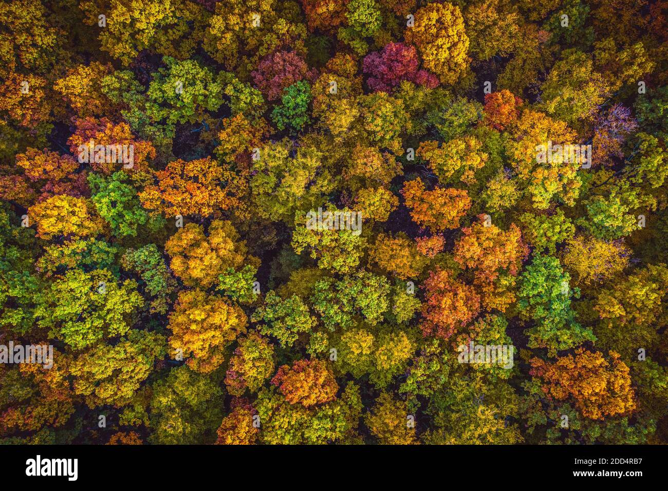 Panoramic top view autumn forest hi-res stock photography and images - Alamy