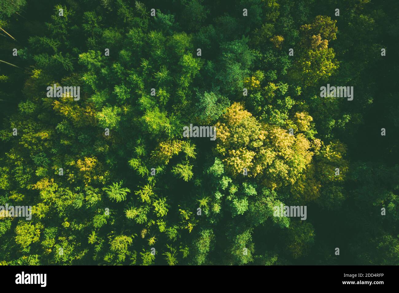Aerial view of color autumn forest Stock Photo - Alamy