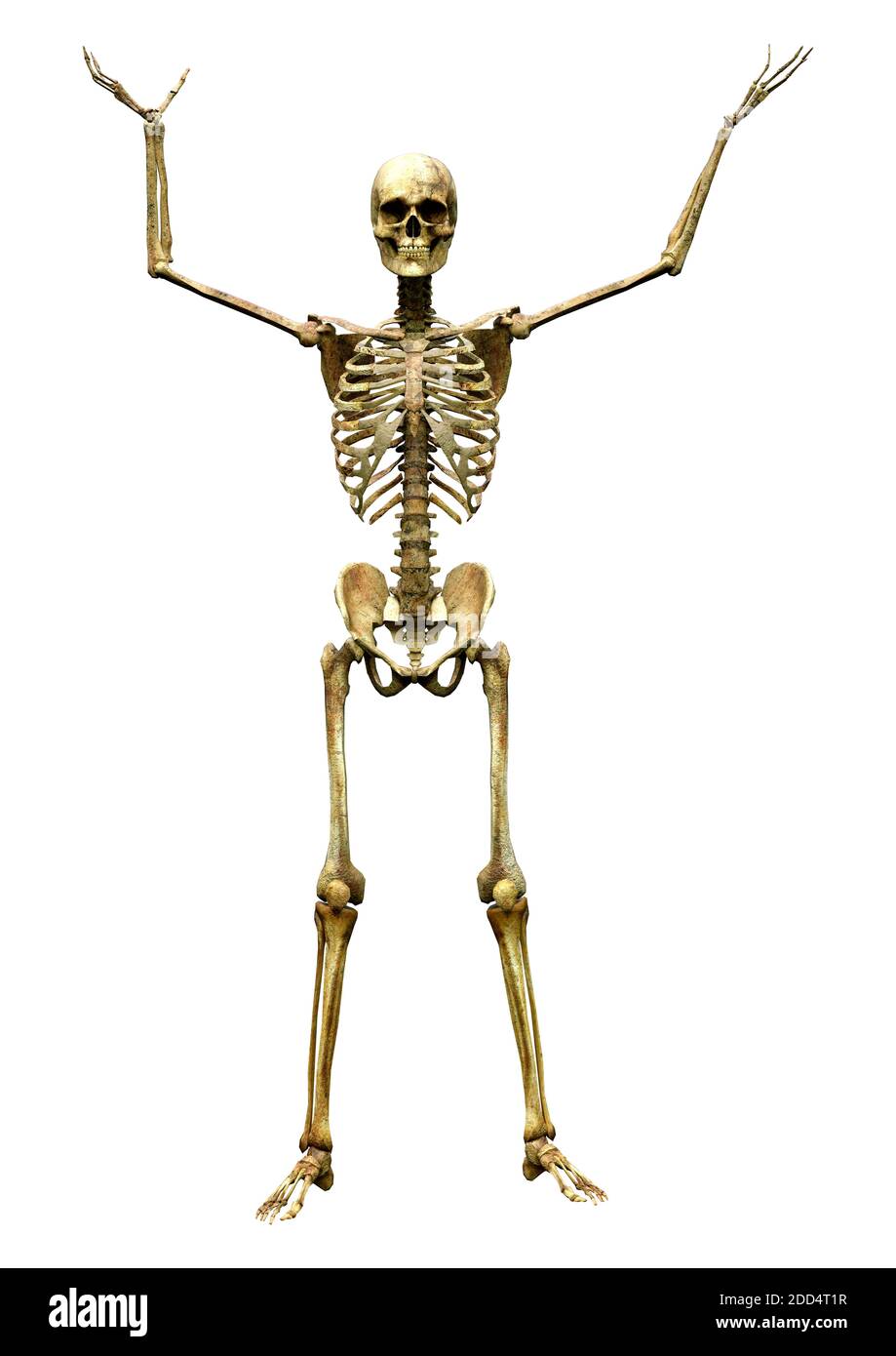 3D rendering of a human skeleton isolated on white background Stock ...