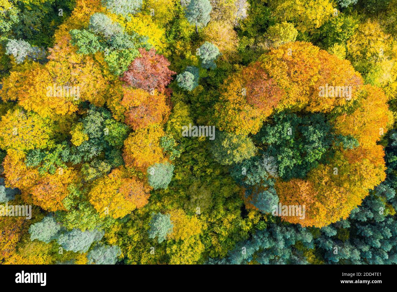 Aerial top down view of colorful autumn forest Stock Photo - Alamy