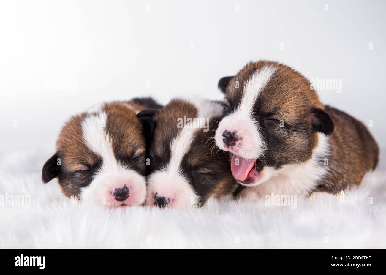 Pembroke Welsh Corgi pembroke puppies on white Stock Photo - Alamy