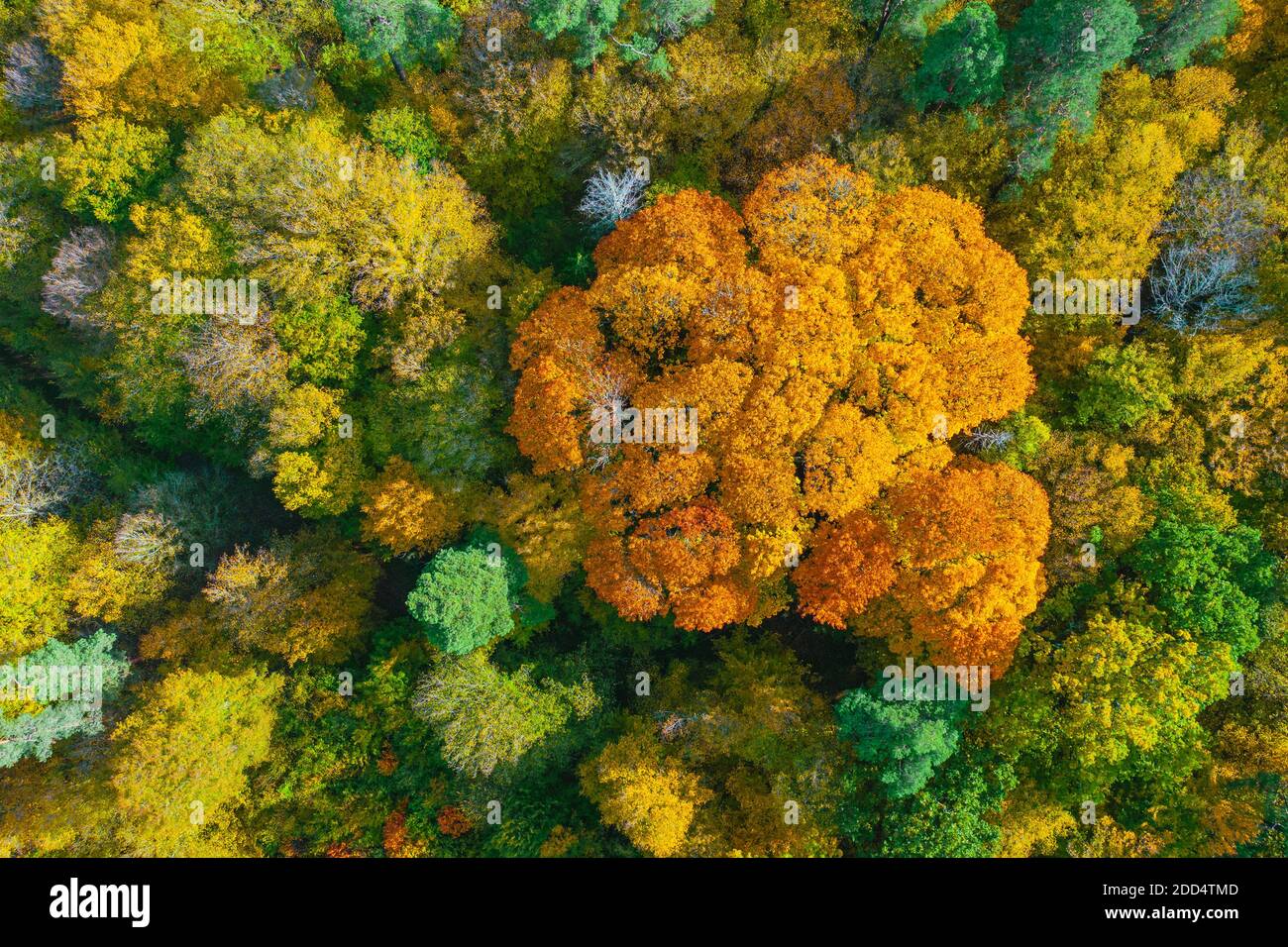 Aerial view of color autumn forest Stock Photo - Alamy