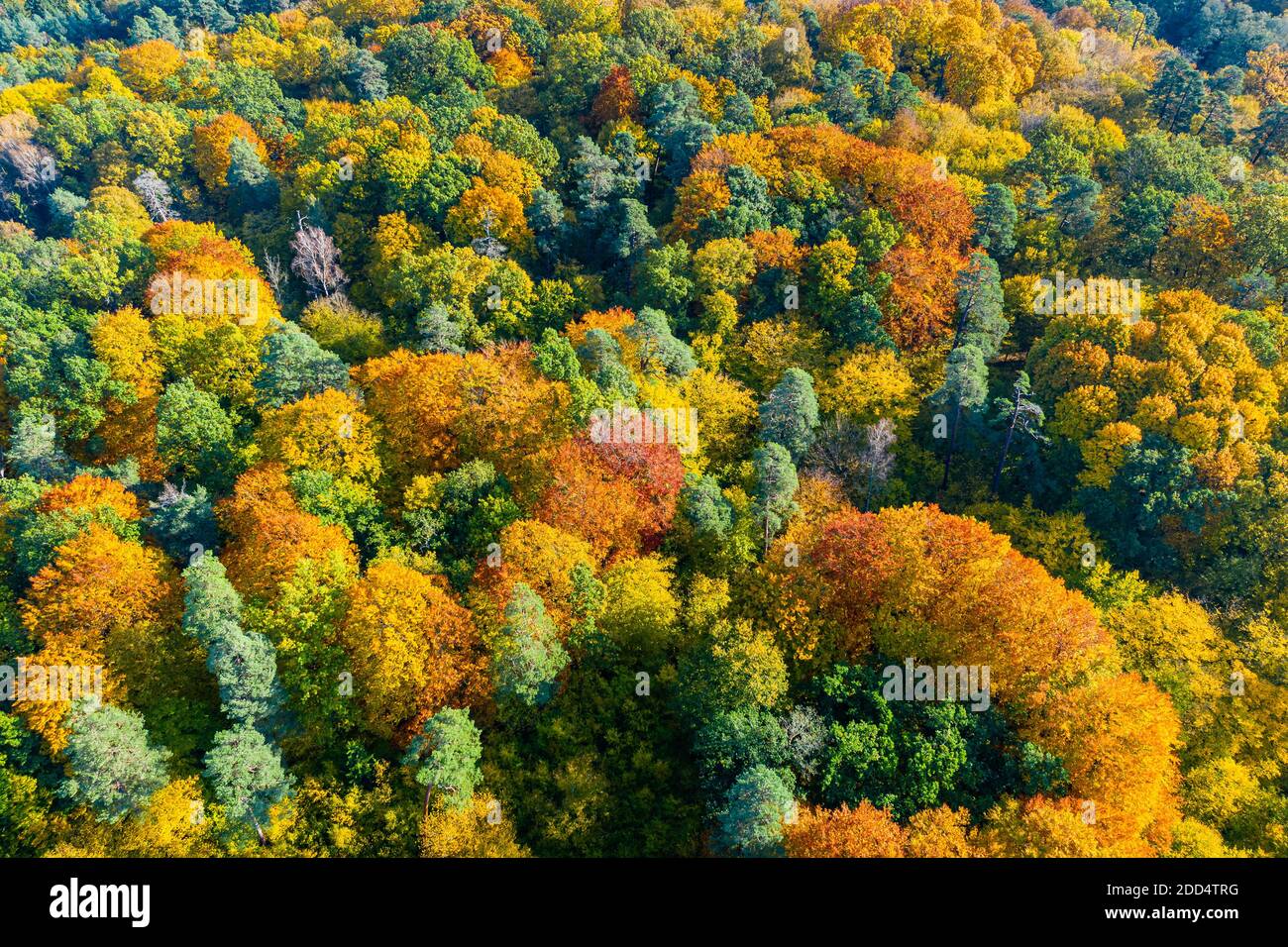 Aerial view of color autumn forest Stock Photo - Alamy