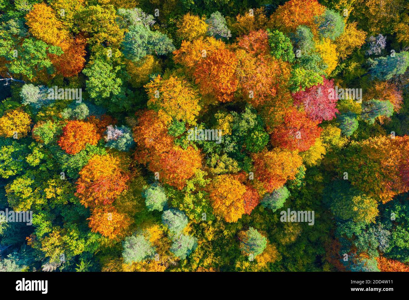 Aerial top down view of vibrant colorful autumn forest Stock Photo - Alamy
