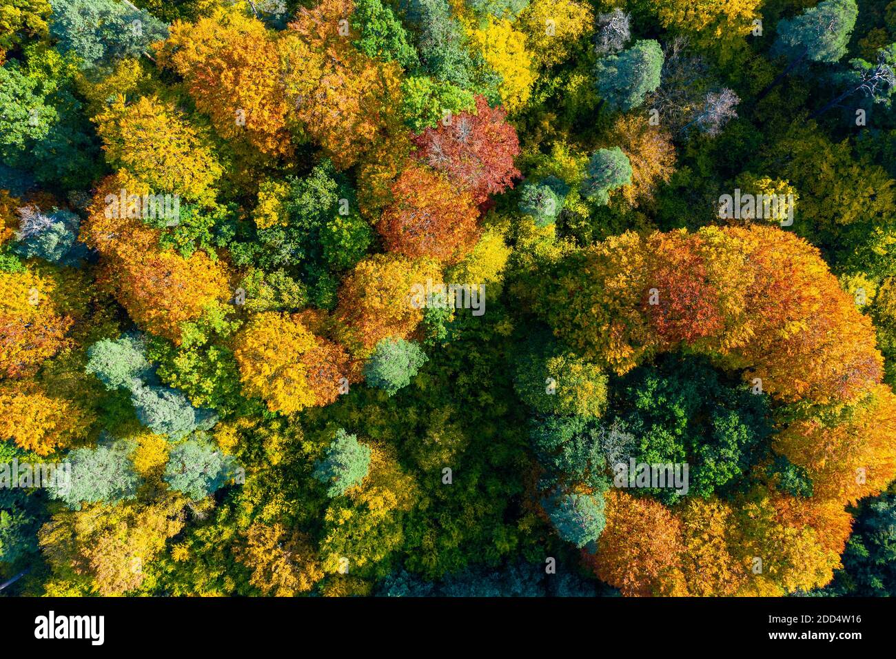 Aerial top down view of colorful autumn forest Stock Photo - Alamy