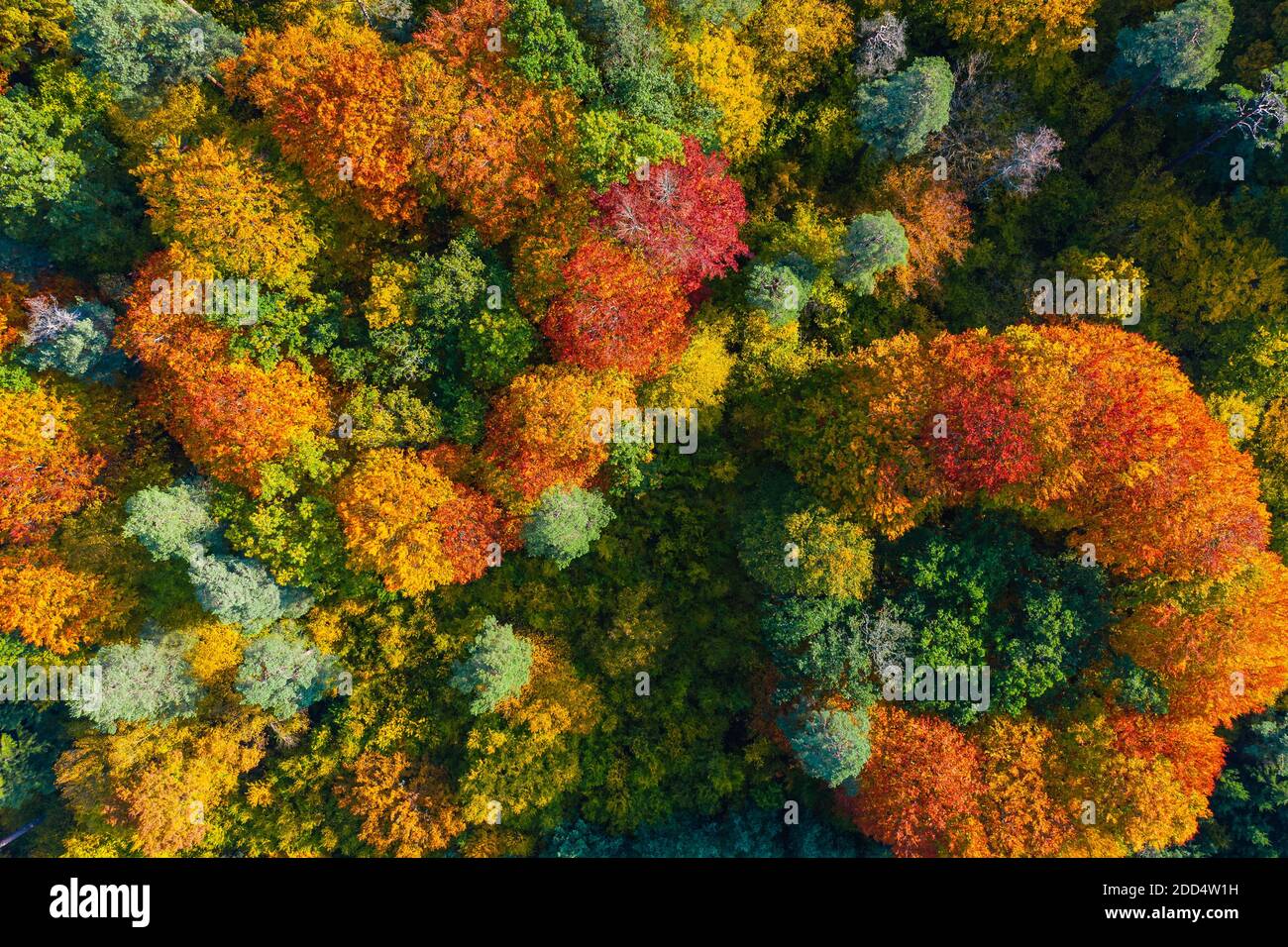 Aerial top down view of vibrant colorful autumn forest Stock Photo - Alamy