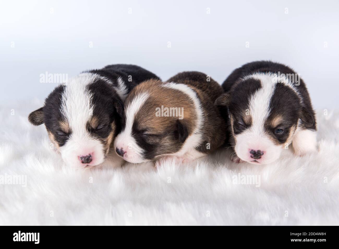 Pembroke Welsh Corgi pembroke puppies on white Stock Photo - Alamy