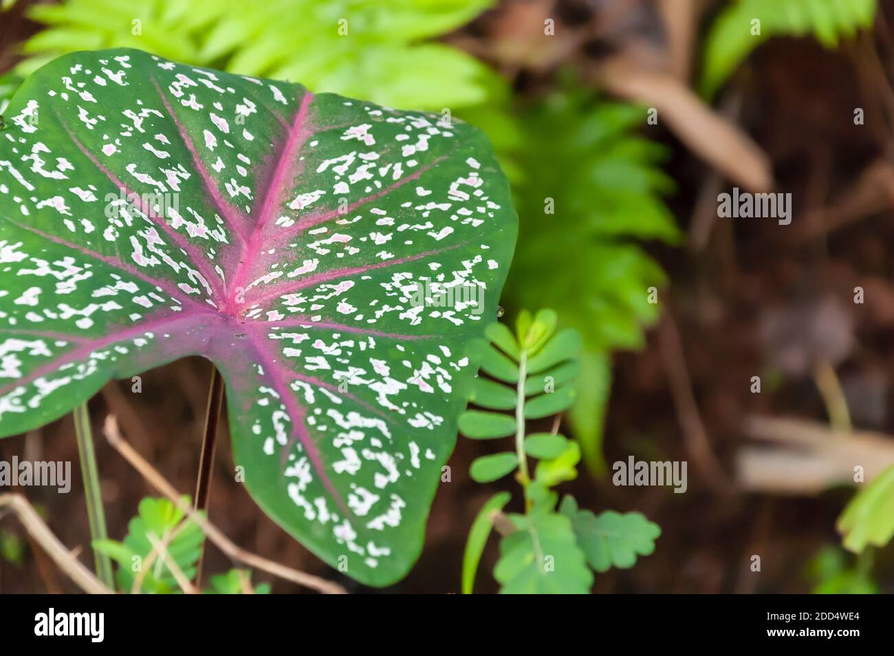 A close up image of the white veined leaf of an African mask plant ...