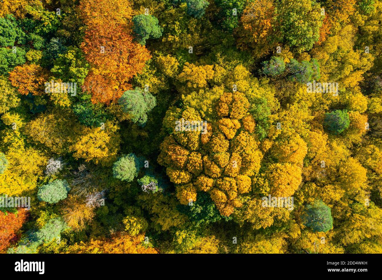Aerial top down view of colorful autumn forest Stock Photo - Alamy