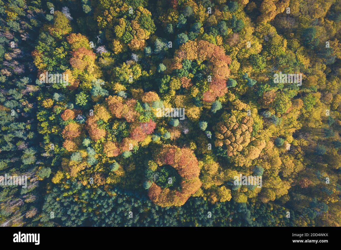 Aerial top down view of colorful autumn forest Stock Photo - Alamy