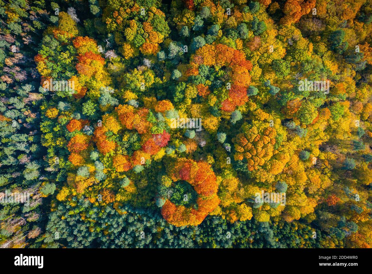Aerial top down view of vibrant colorful autumn forest Stock Photo - Alamy