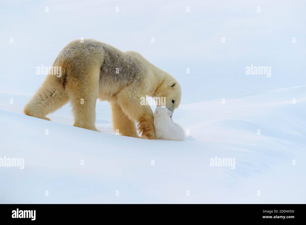 Polar bear mother (Ursus maritimus) with playing new born cub walking on snow, seen from behind ...