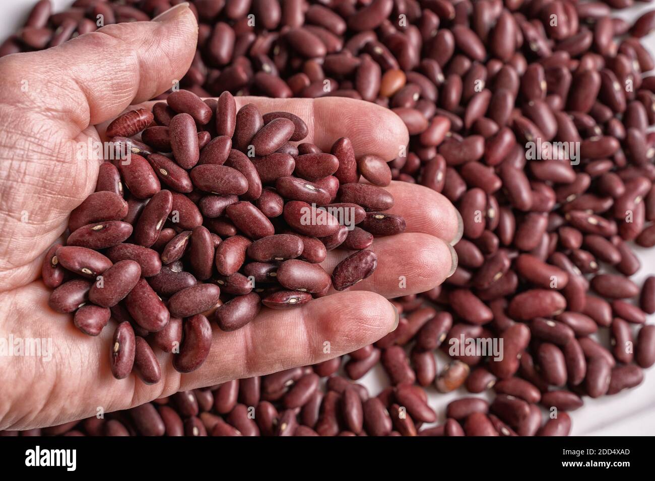 Dry Red beans in a man's hand Stock Photo - Alamy