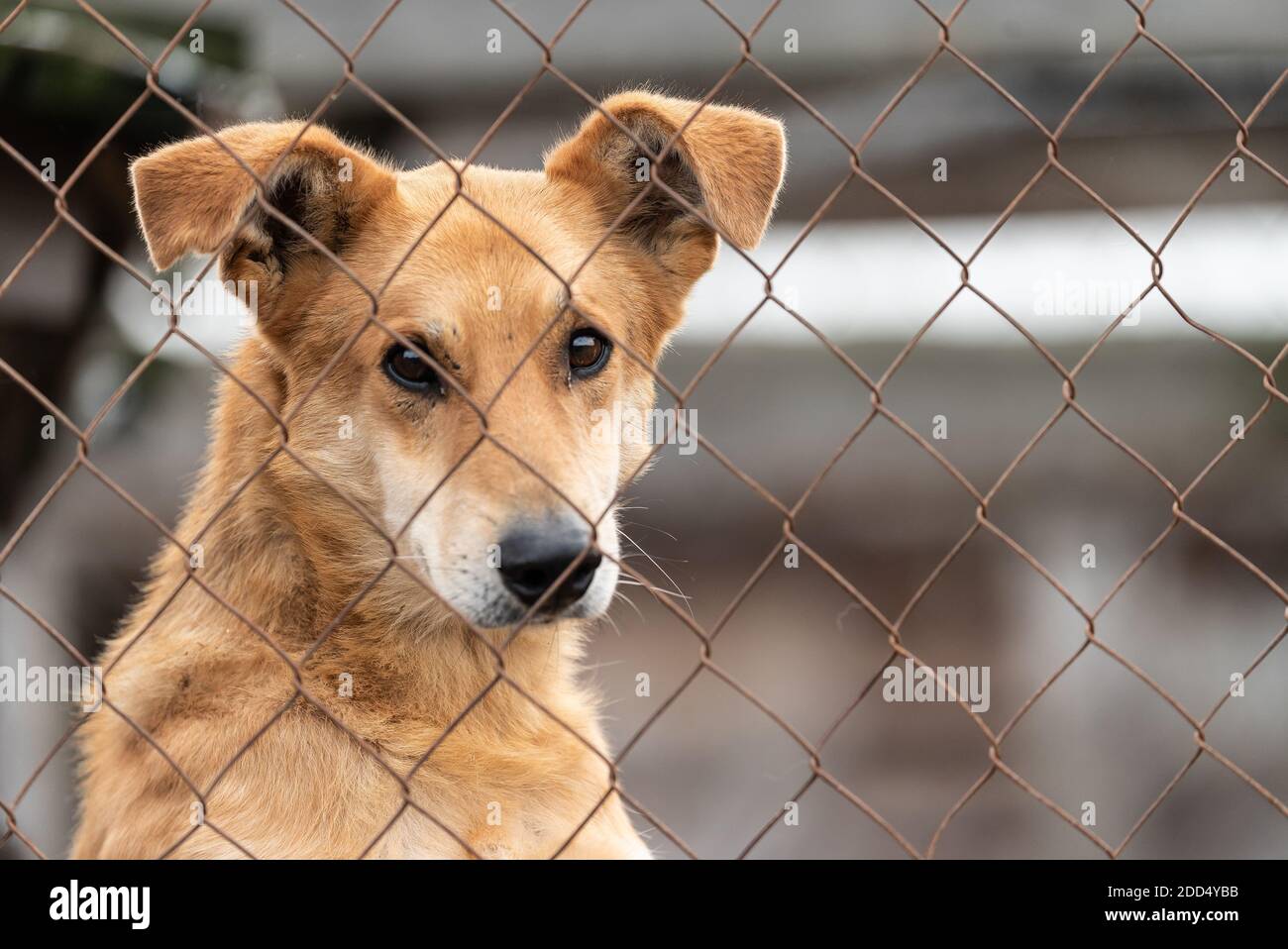 Homeless dog in a shelter for dogs Stock Photo - Alamy
