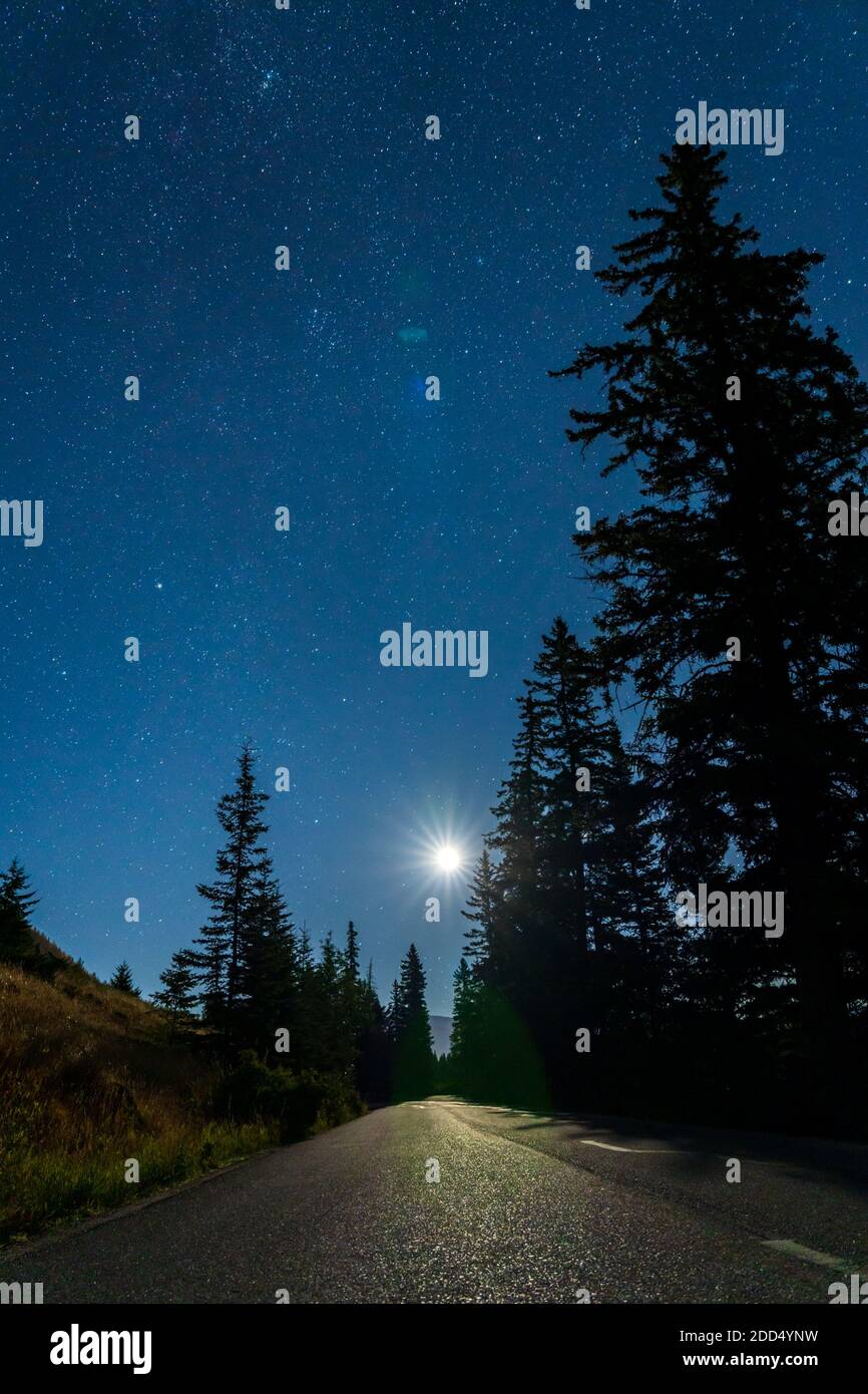 Trees And Road At Night