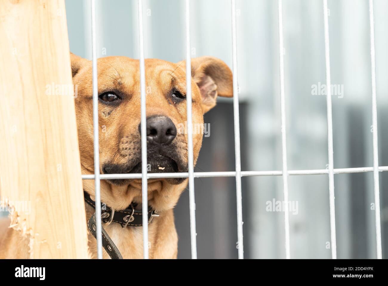 Sad homeless puppy hi-res stock photography and images - Alamy