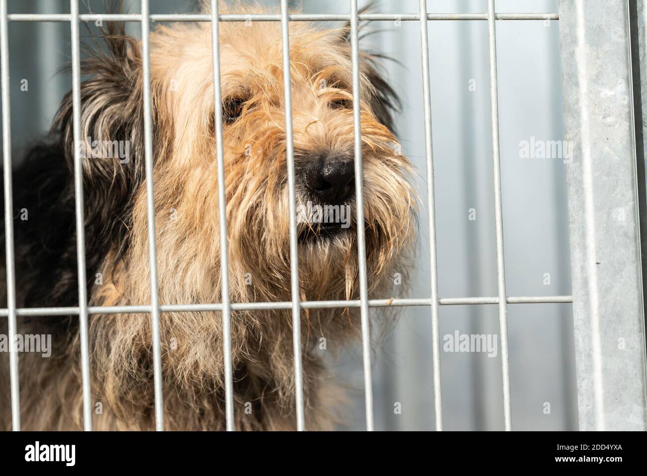 Homeless dog in a shelter for dogs Stock Photo - Alamy