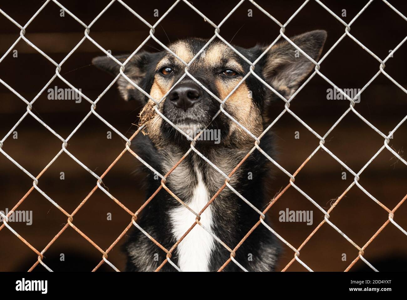 Homeless dog in a shelter for dogs Stock Photo - Alamy