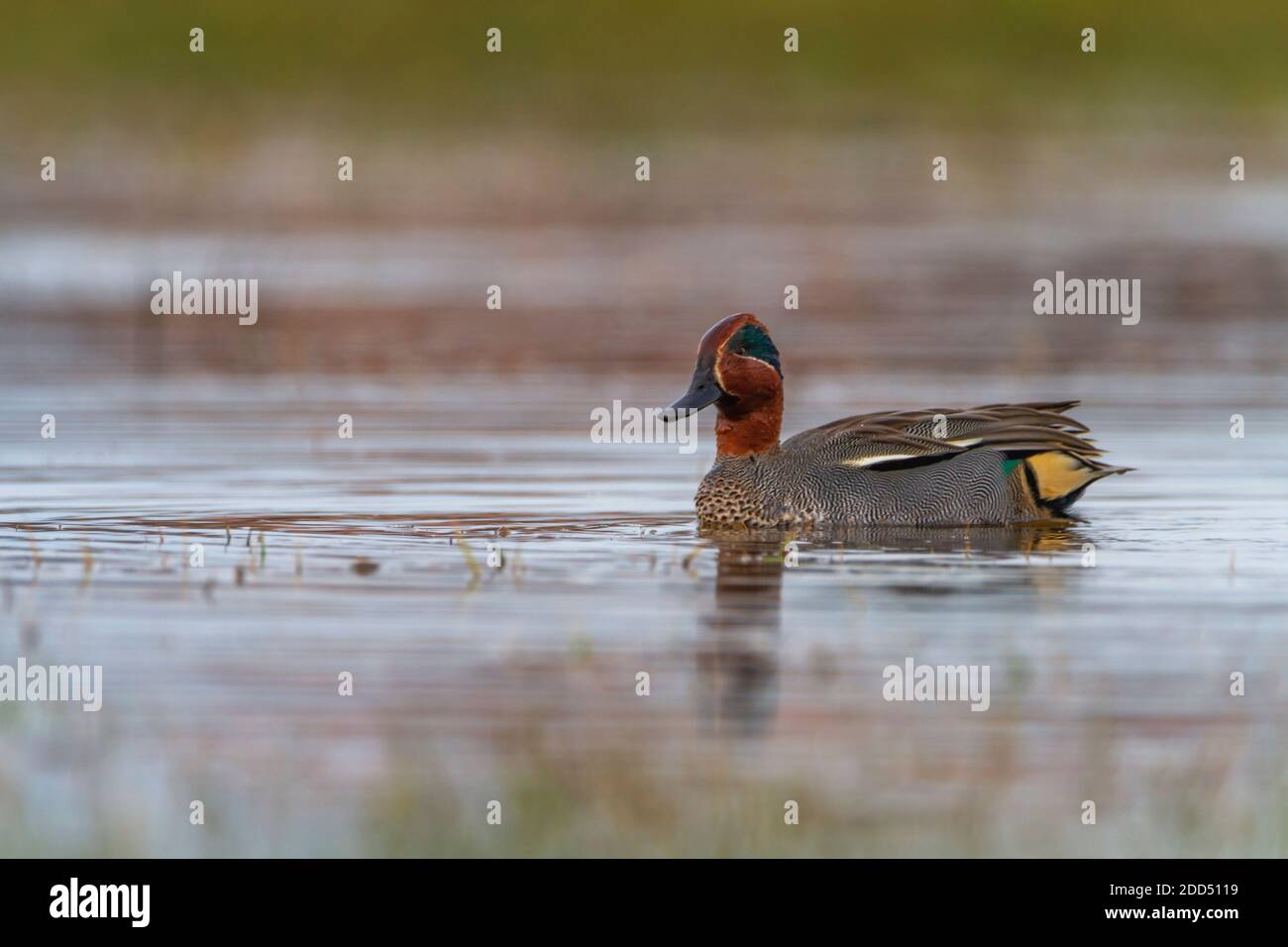 Male eurasian teal hi-res stock photography and images - Alamy