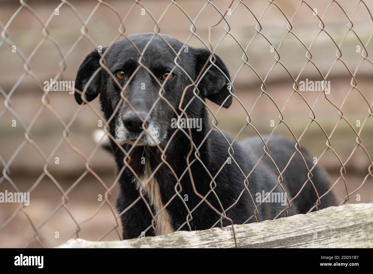 Homeless dog in a shelter for dogs Stock Photo - Alamy